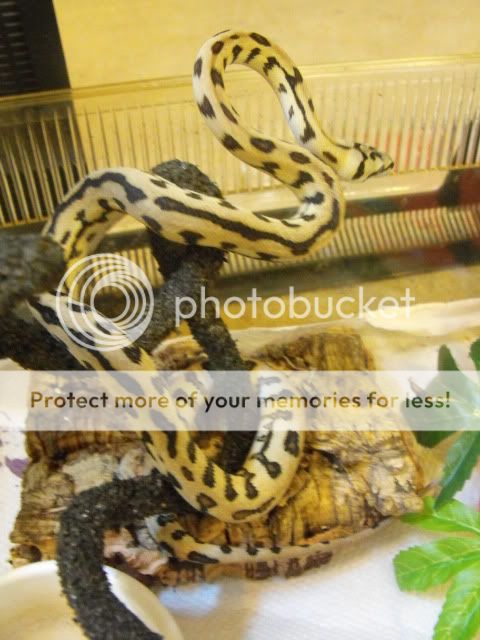 WEST LONDON: Irian Jaya x Jungle Jag Carpet Python - '10 Female | Reptile Forums